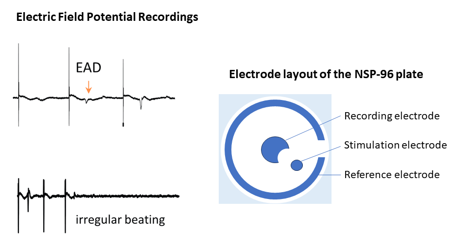 CardioExcyte 96 - innoVitro GmbH